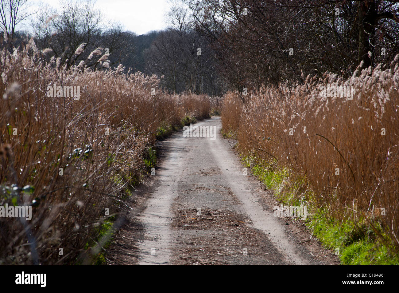 Reed beds empty road hi-res stock photography and images - Alamy