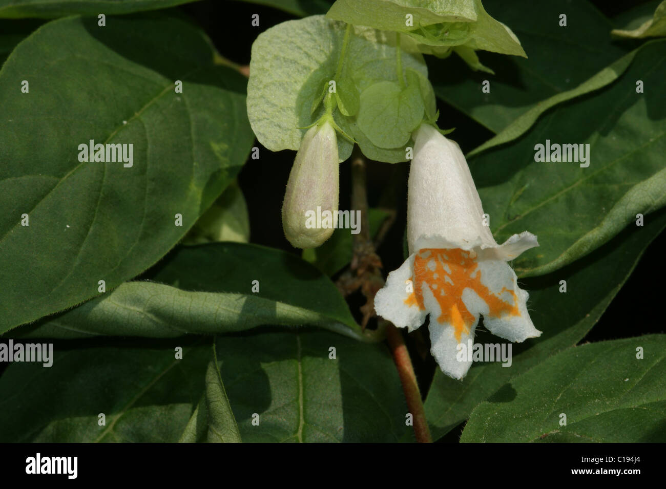 Dipelta hi-res stock photography and images - Alamy