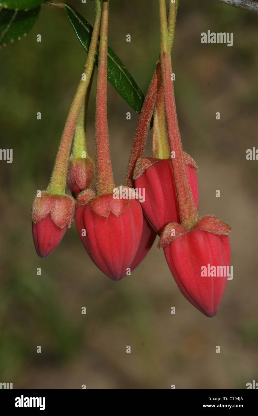 Crinodendron hookerianum Chinese Lantern Tree Stock Photo - Alamy