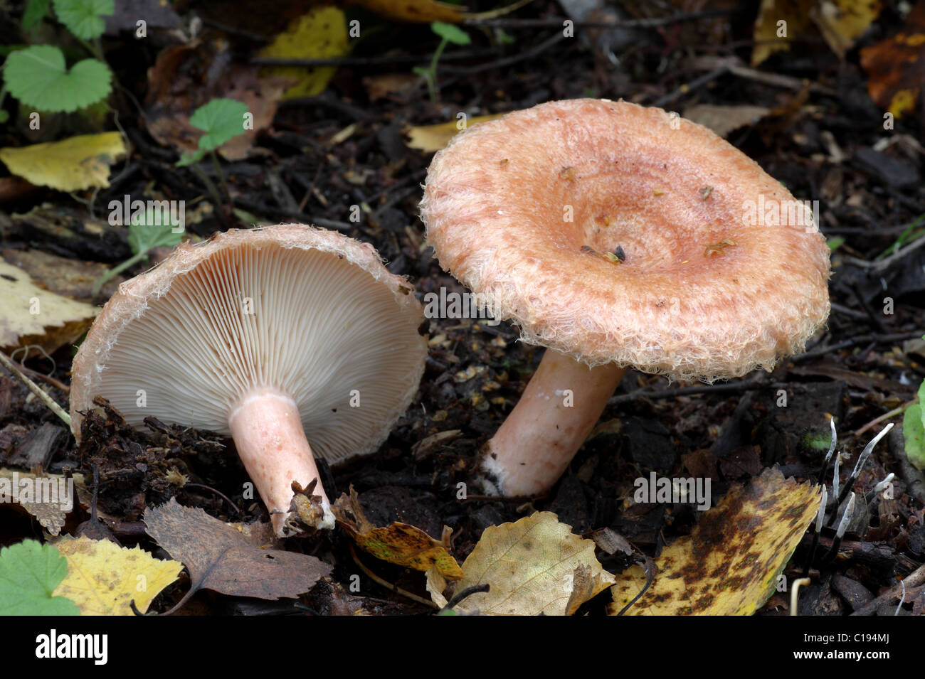 Woolly Milkcap - Lactarius torminosus Stock Photo - Alamy
