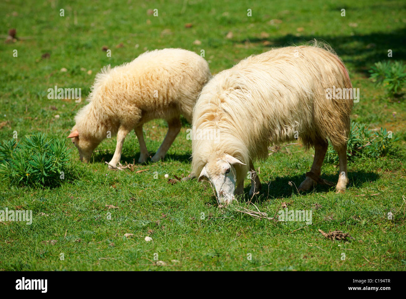 Sheep grazing in the protected sub- Mediterranean broad leaved ...