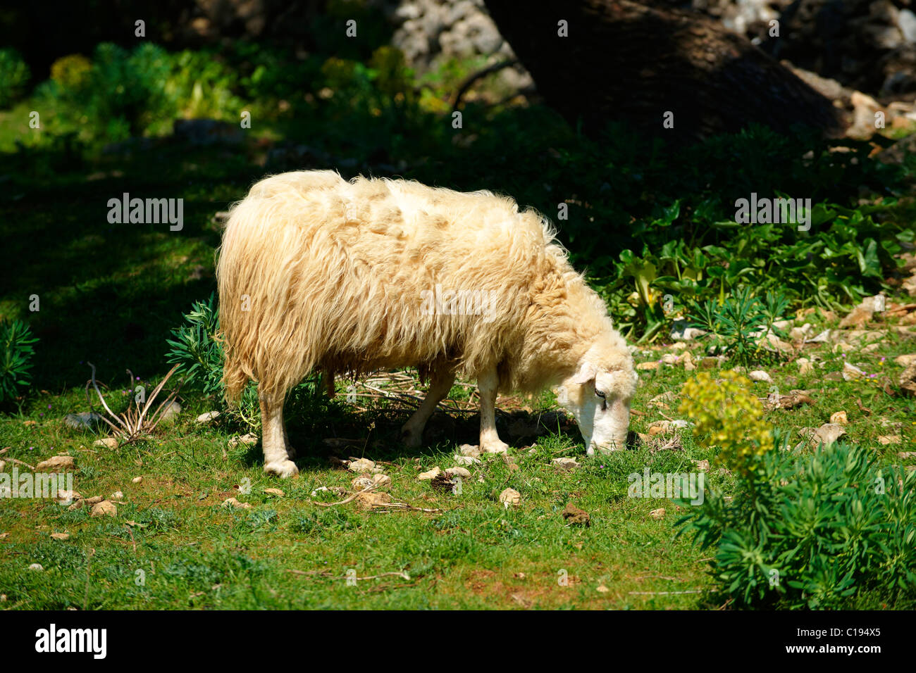 Sheep grazing in the protected sub- Mediterranean broad leaved ...