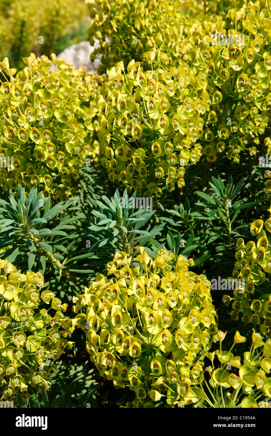 Sun Spurge Euphorbia Helioscopia Stock Photos & Sun Spurge Euphorbia ...