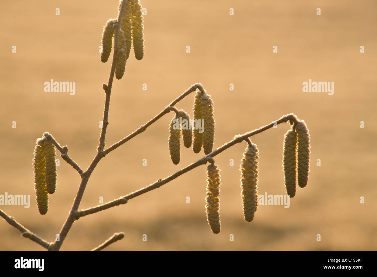 back lit tree Stock Photo - Alamy