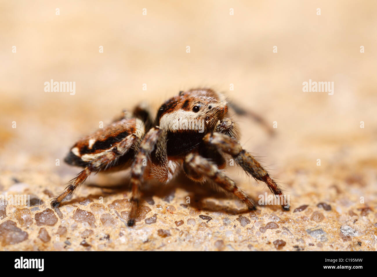 Jumping Spider (Evarcha falcata, Salticidae), female, Bavaria, Germany ...