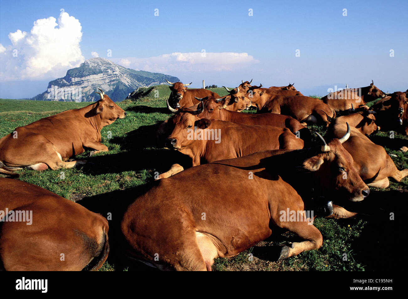 France, Isere, a herd of tarine cows at the bottom of the Charmant Som ...