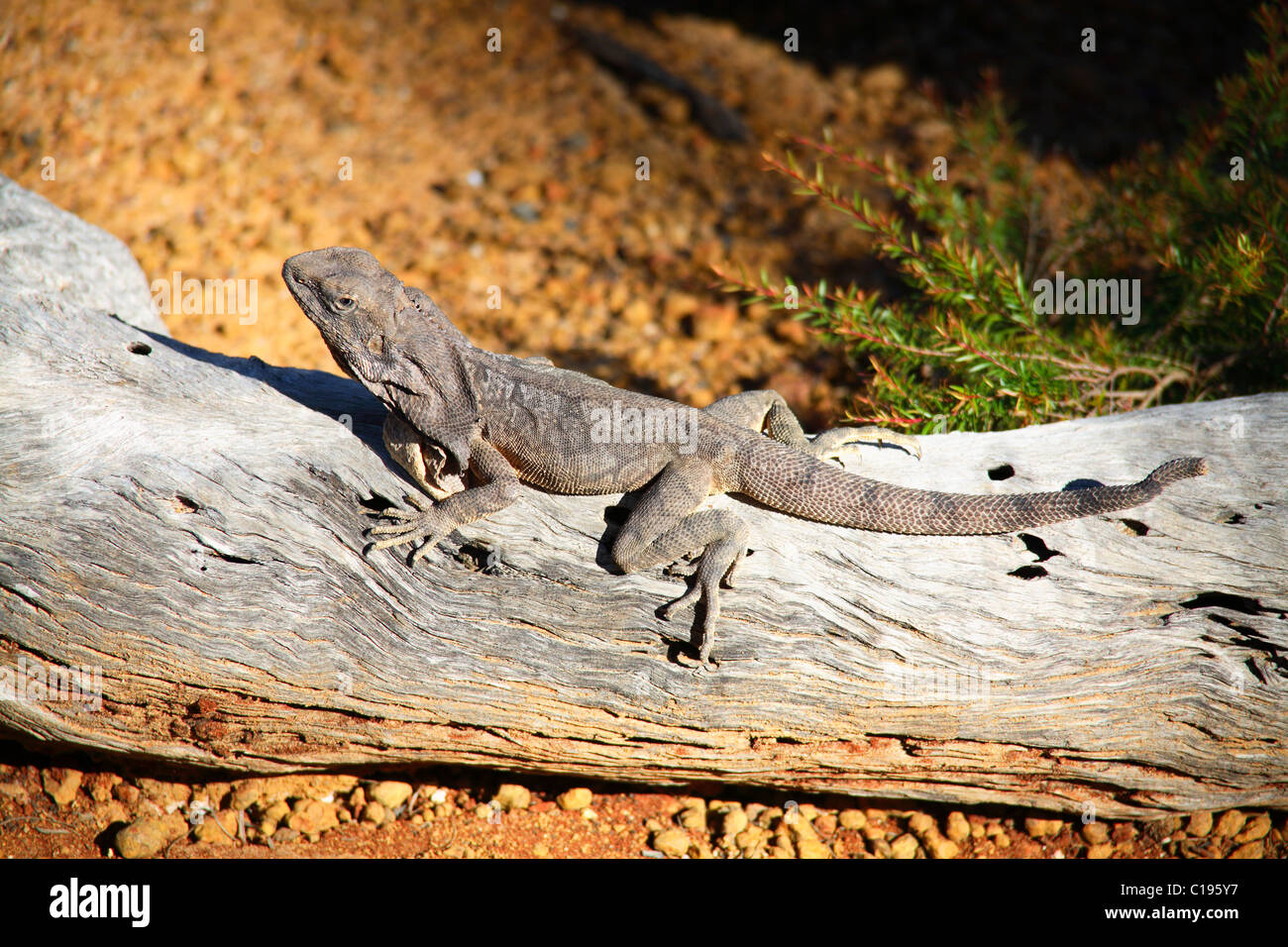 Reptile australian agamid lizard hi-res stock photography and images ...