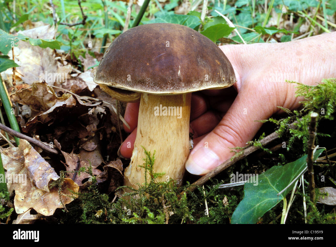 Boletus mushrooms gathering hi-res stock photography and images - Alamy