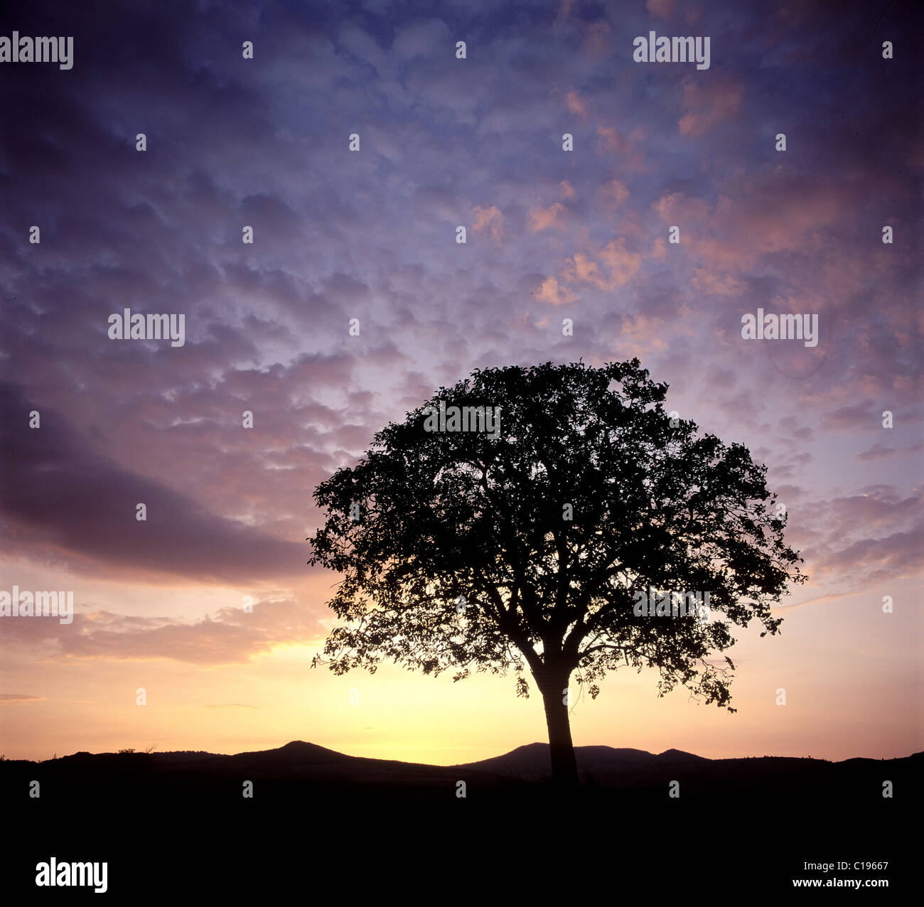 Walmut tree hi-res stock photography and images - Alamy