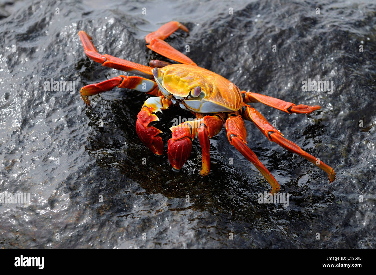 Grapus hi-res stock photography and images - Alamy