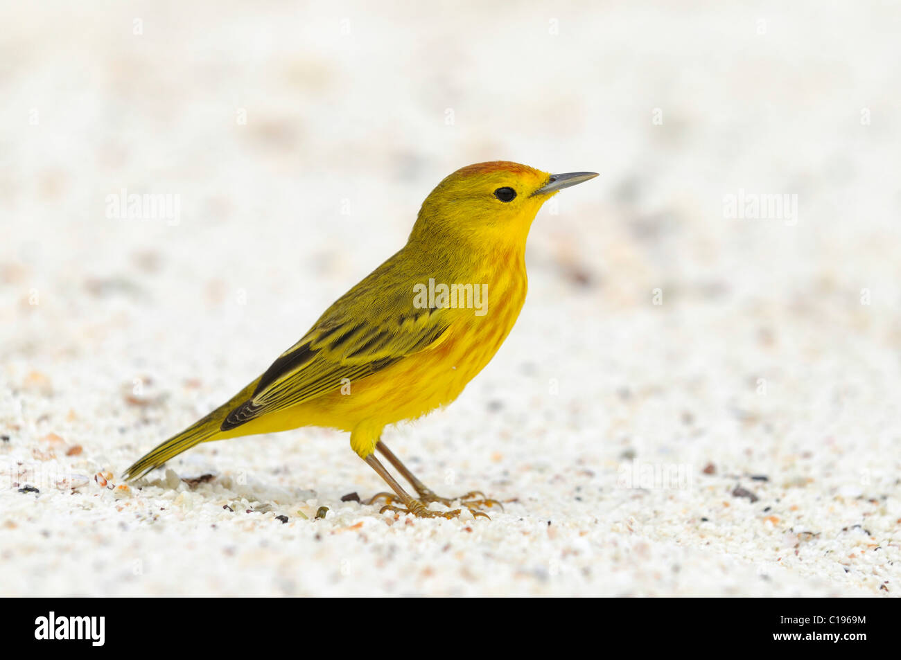 Yellow Warbler (Dendroica petechia), Espanola Island, Galapagos ...