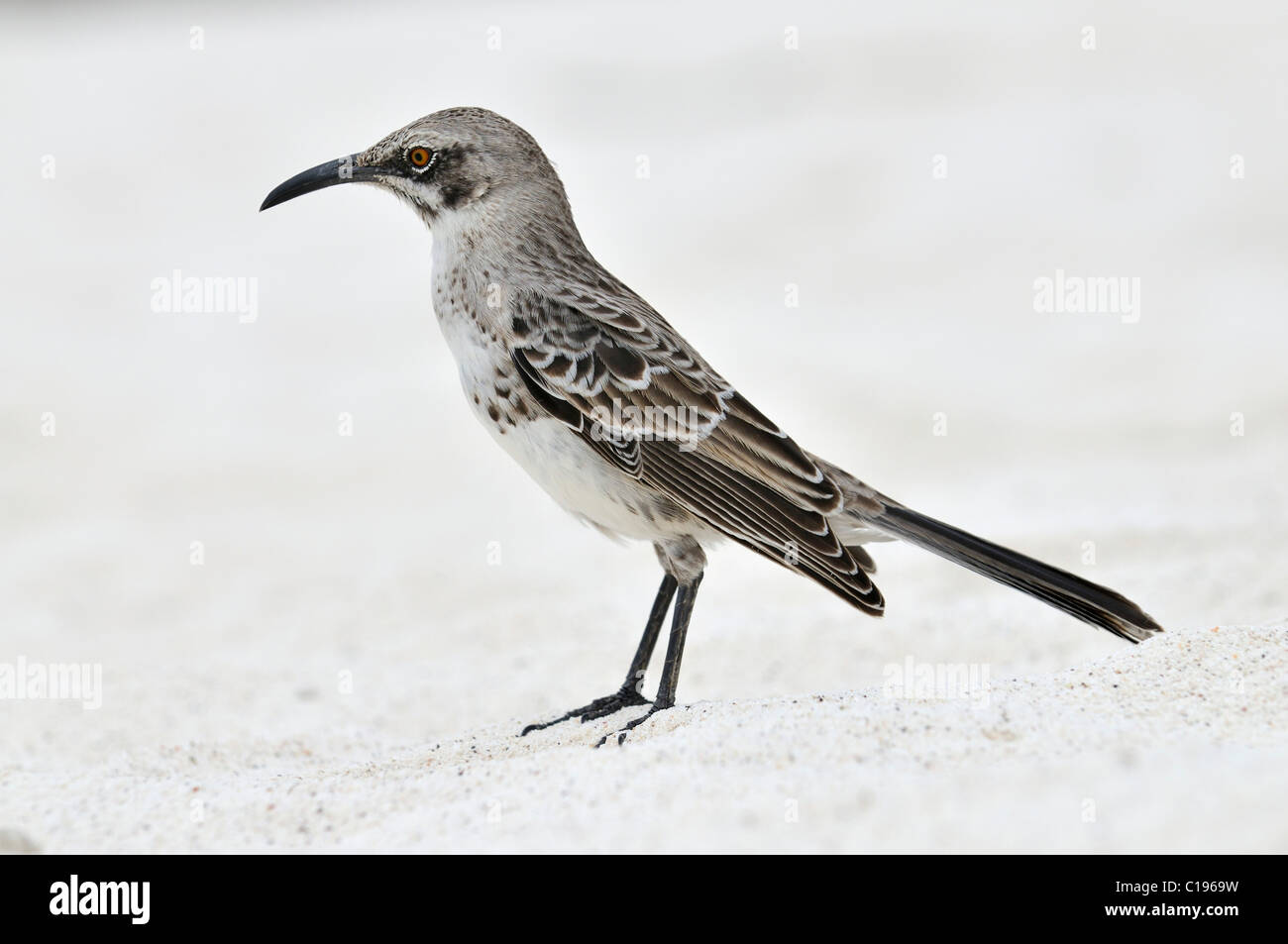 Hood Mockingbird (Nesomimus macdonaldi), Galapagos, Ecuador, South ...