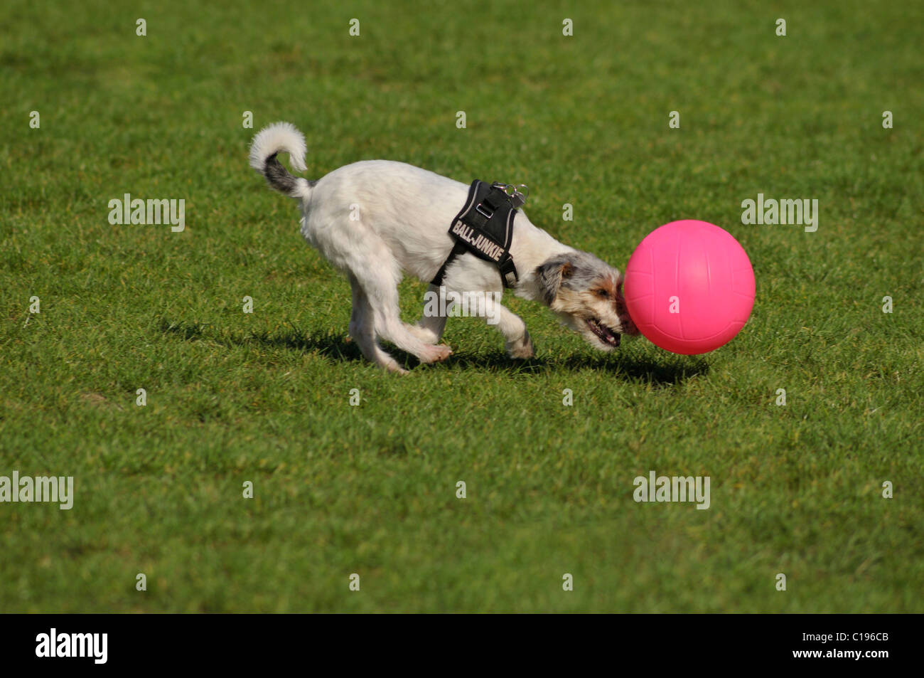 Dog pushing ball hi-res stock photography and images - Alamy