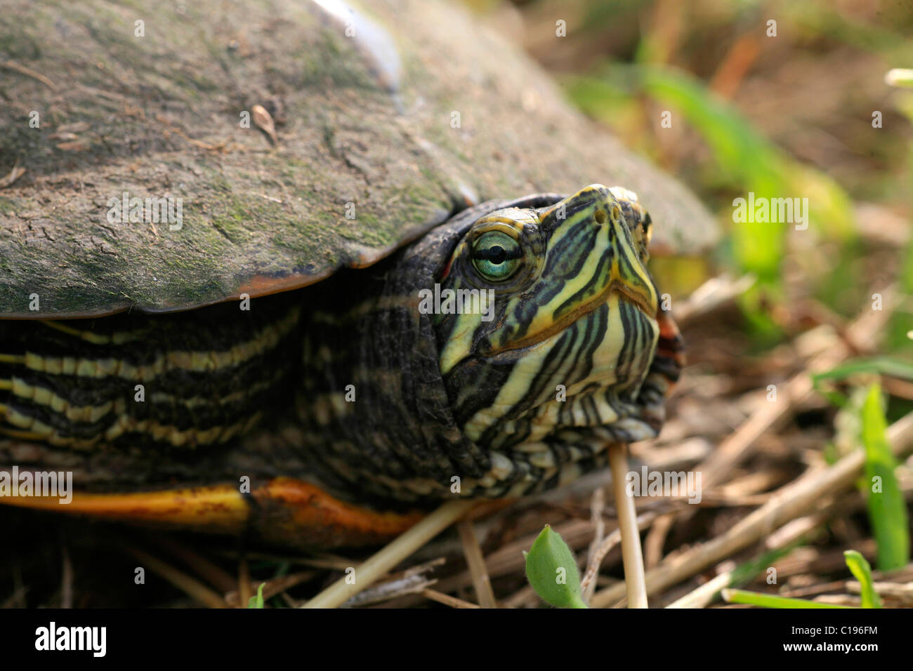 Eastern river cooter turtle hi-res stock photography and images - Alamy