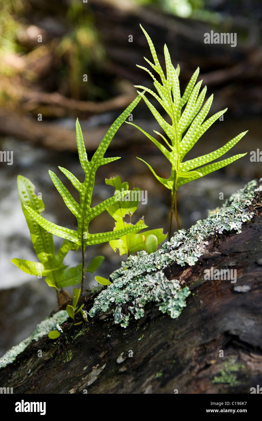 Shoots dead hi-res stock photography and images - Alamy