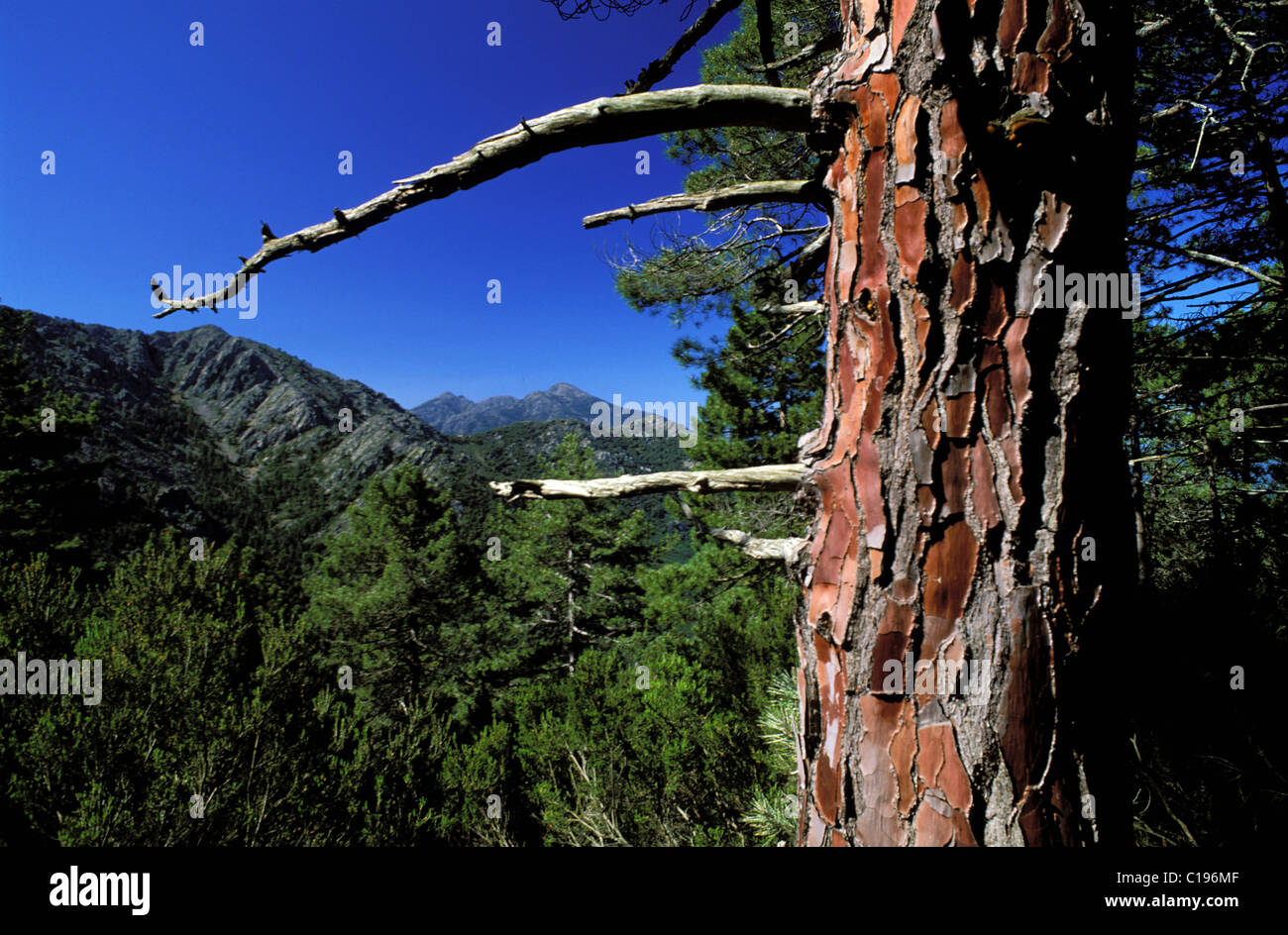 France, Haute Corse, Fango Valley along the Tra Mare e Monti hike Stock ...