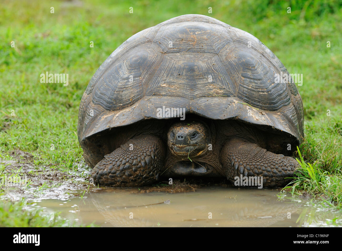 Galapagos Giant Tortoise (Geochelone elephantopus), Galapagos, Ecuador ...