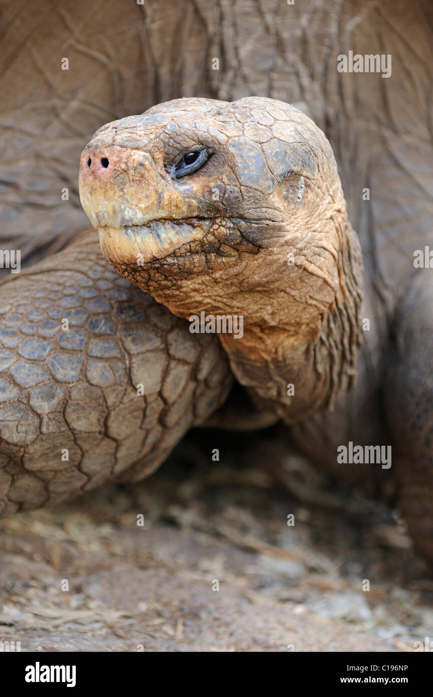 Head portrait of a Galapagos Giant Tortoise (Geochelone elephantopus ...