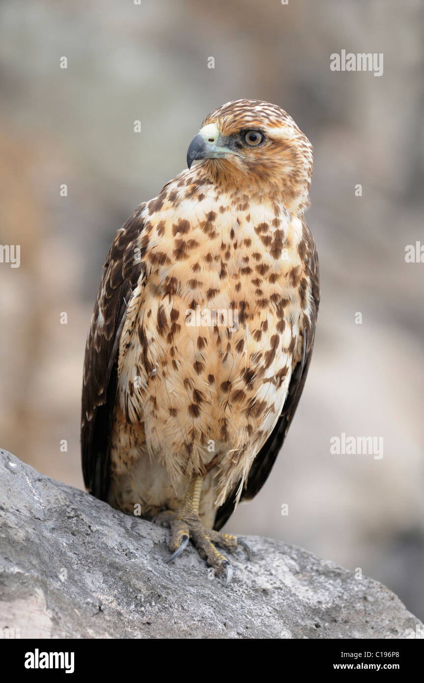 Raptors of ecuador hi-res stock photography and images - Alamy
