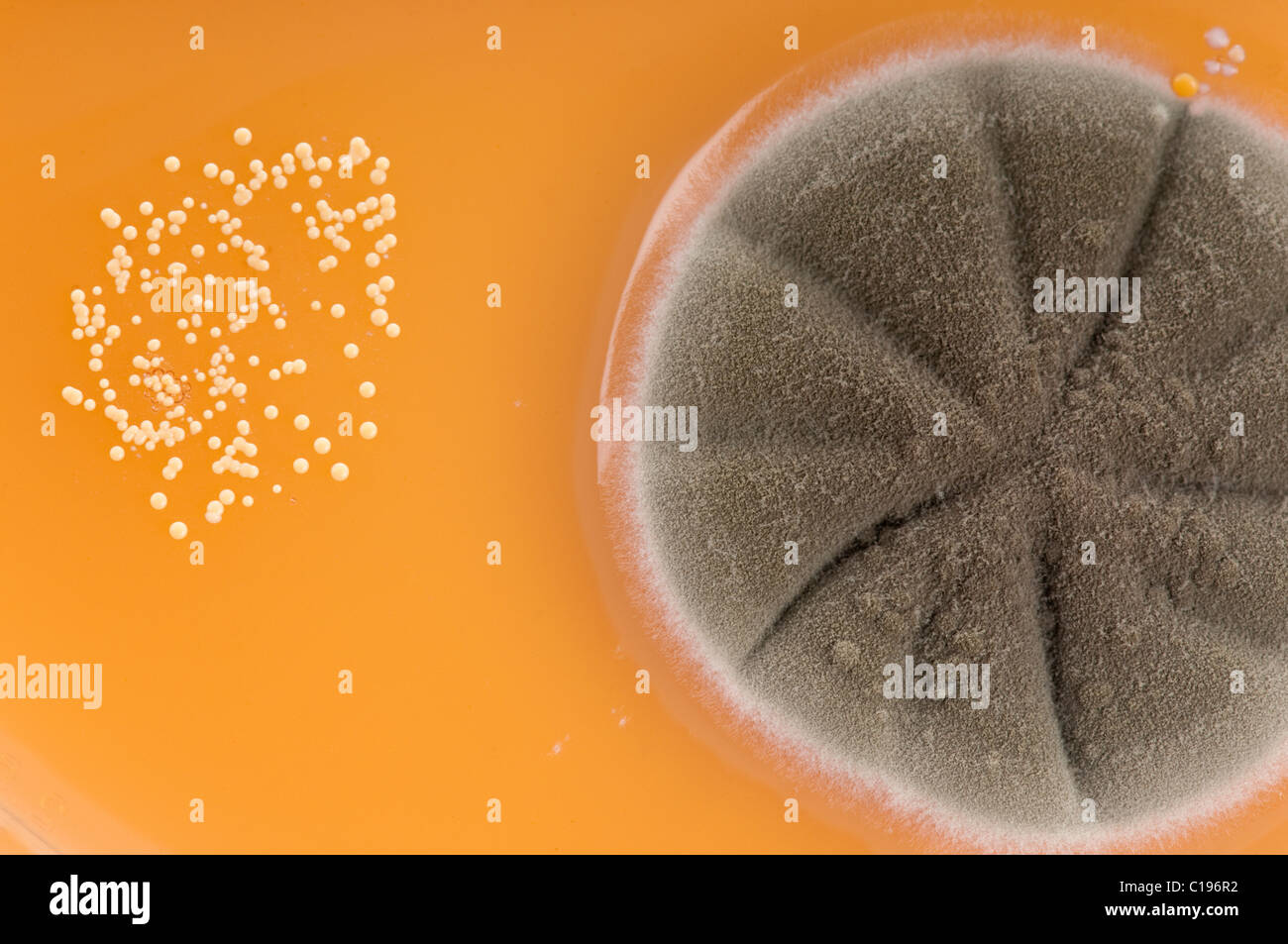 Bacillus subtilis agar hi-res stock photography and images - Alamy