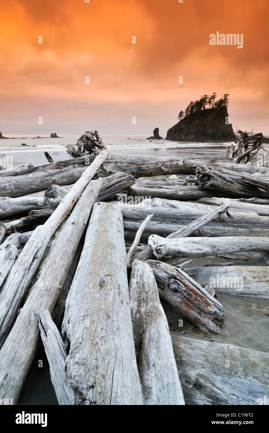 Tree trunks washed up on the beach, Rialto Beach, Mora, Olympic ...