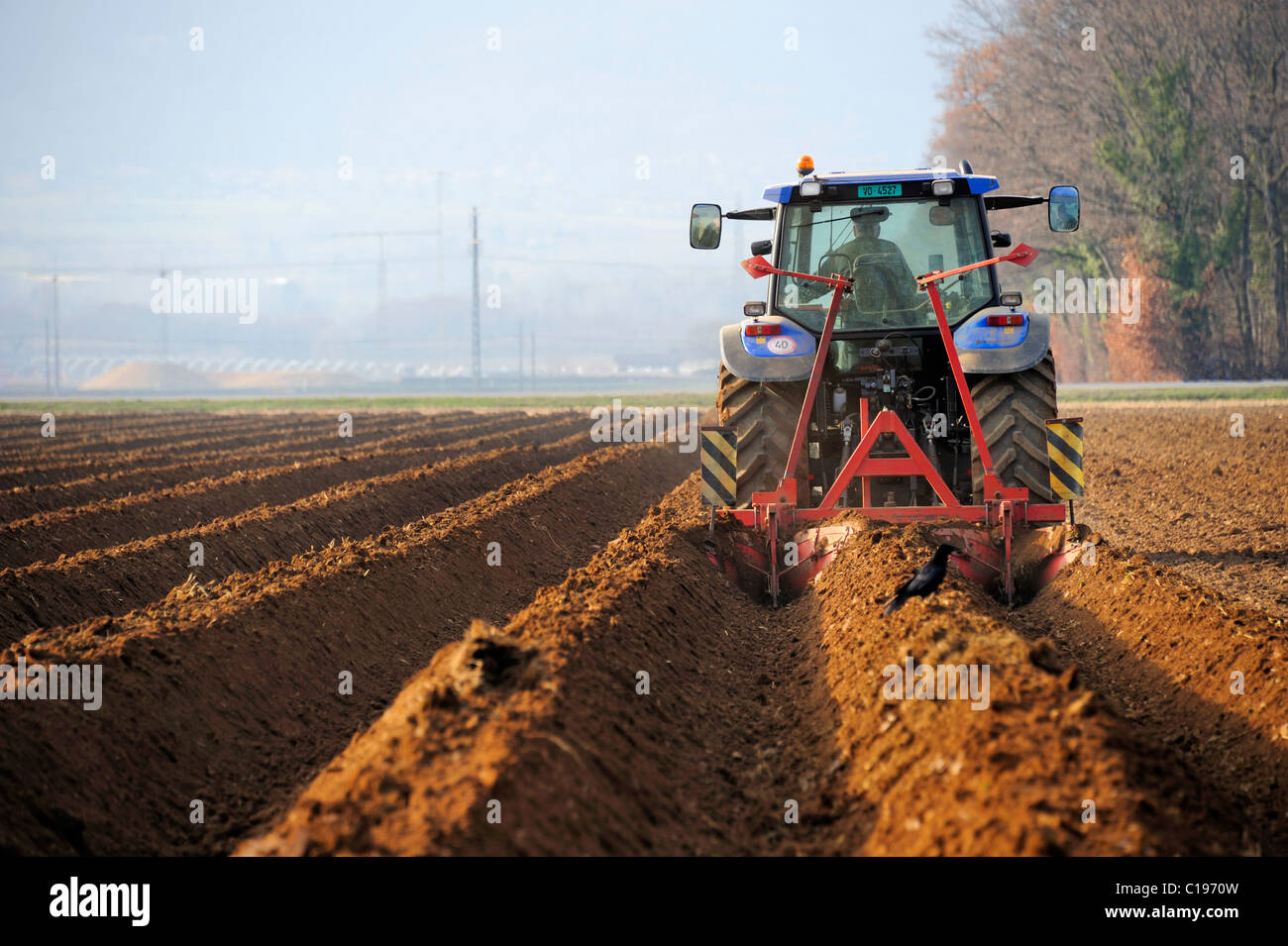 Ridging a field in Switzerland in preparation for planting potatoes ...