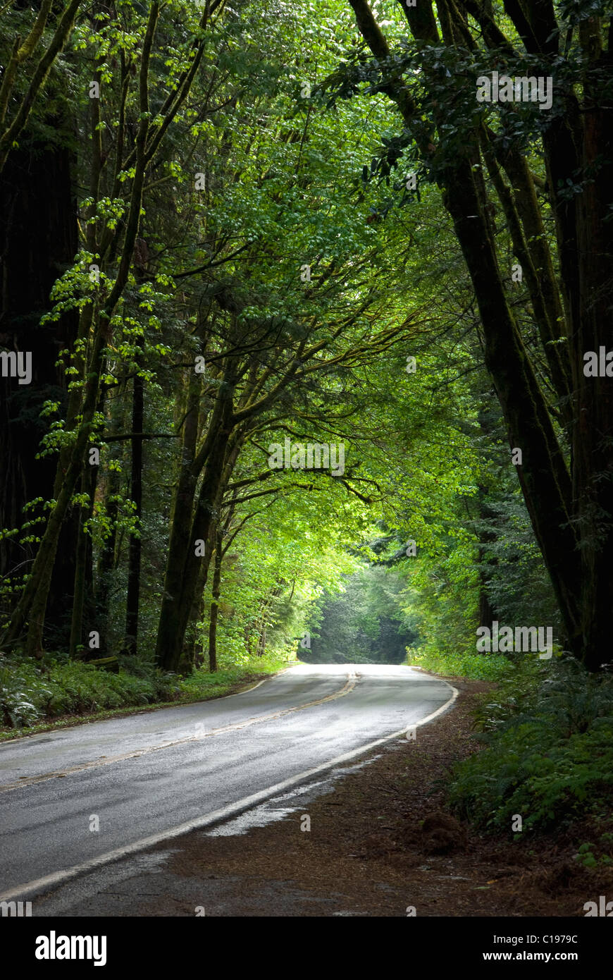 Covered in shady trees hi-res stock photography and images - Alamy