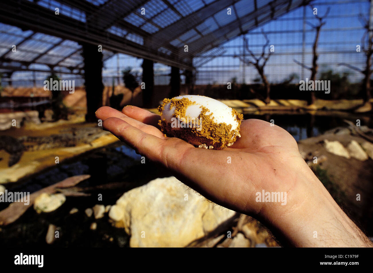 France, Drome, Drome Provencale, Pierrelatte, La Ferme aux crocodiles ...