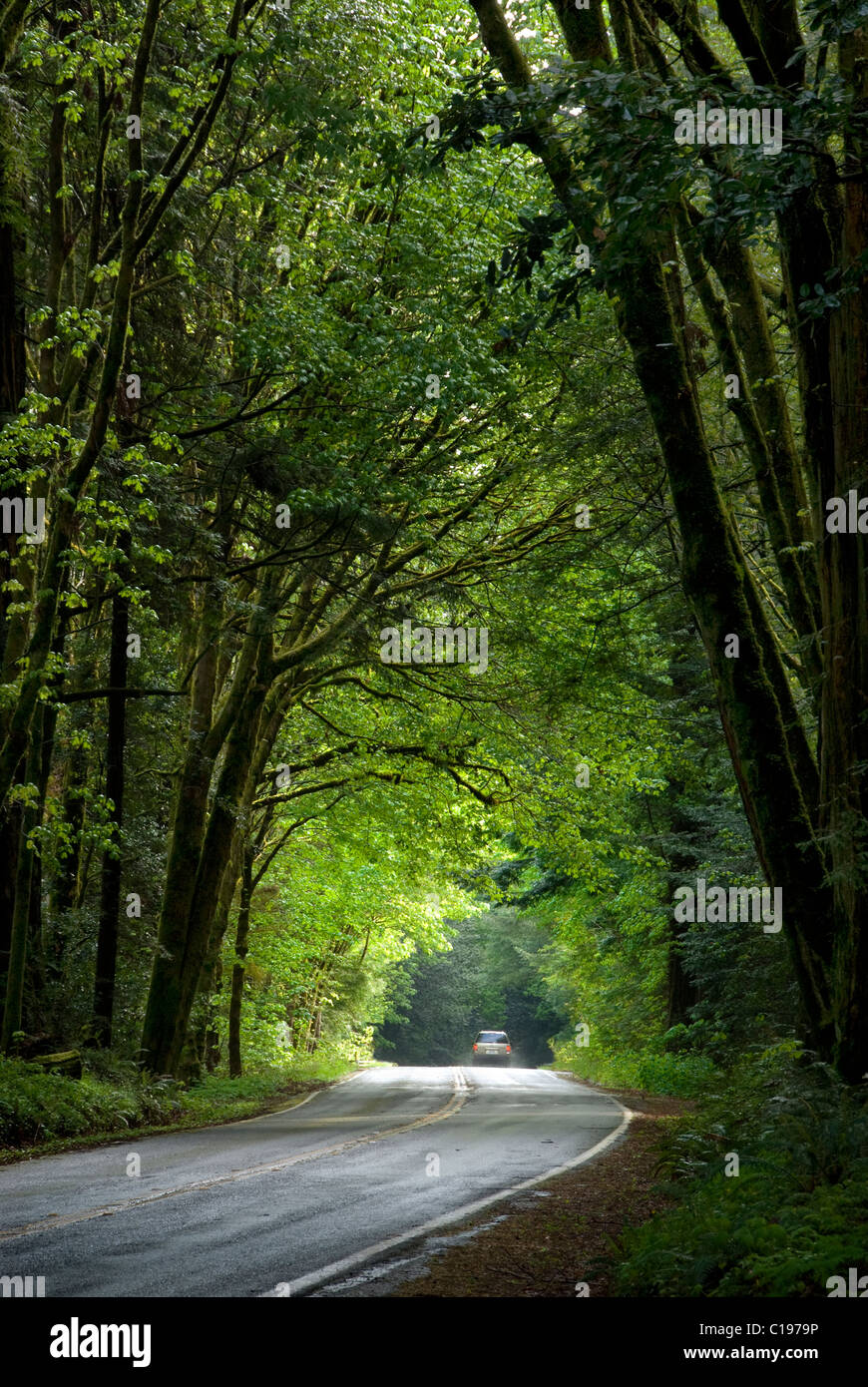 Driving through rain forest hi-res stock photography and images - Alamy