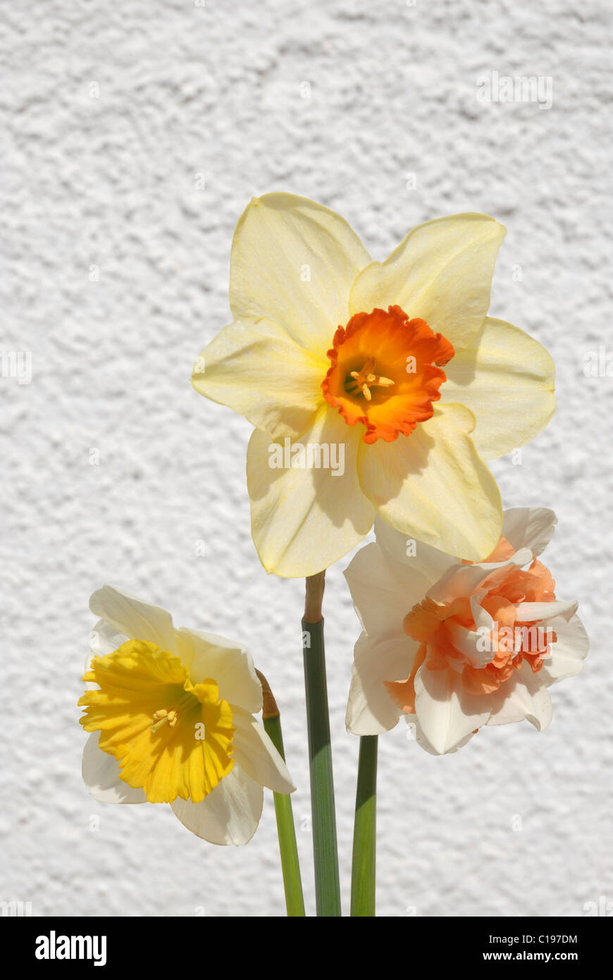 Different varieties of daffodils hi-res stock photography and images ...