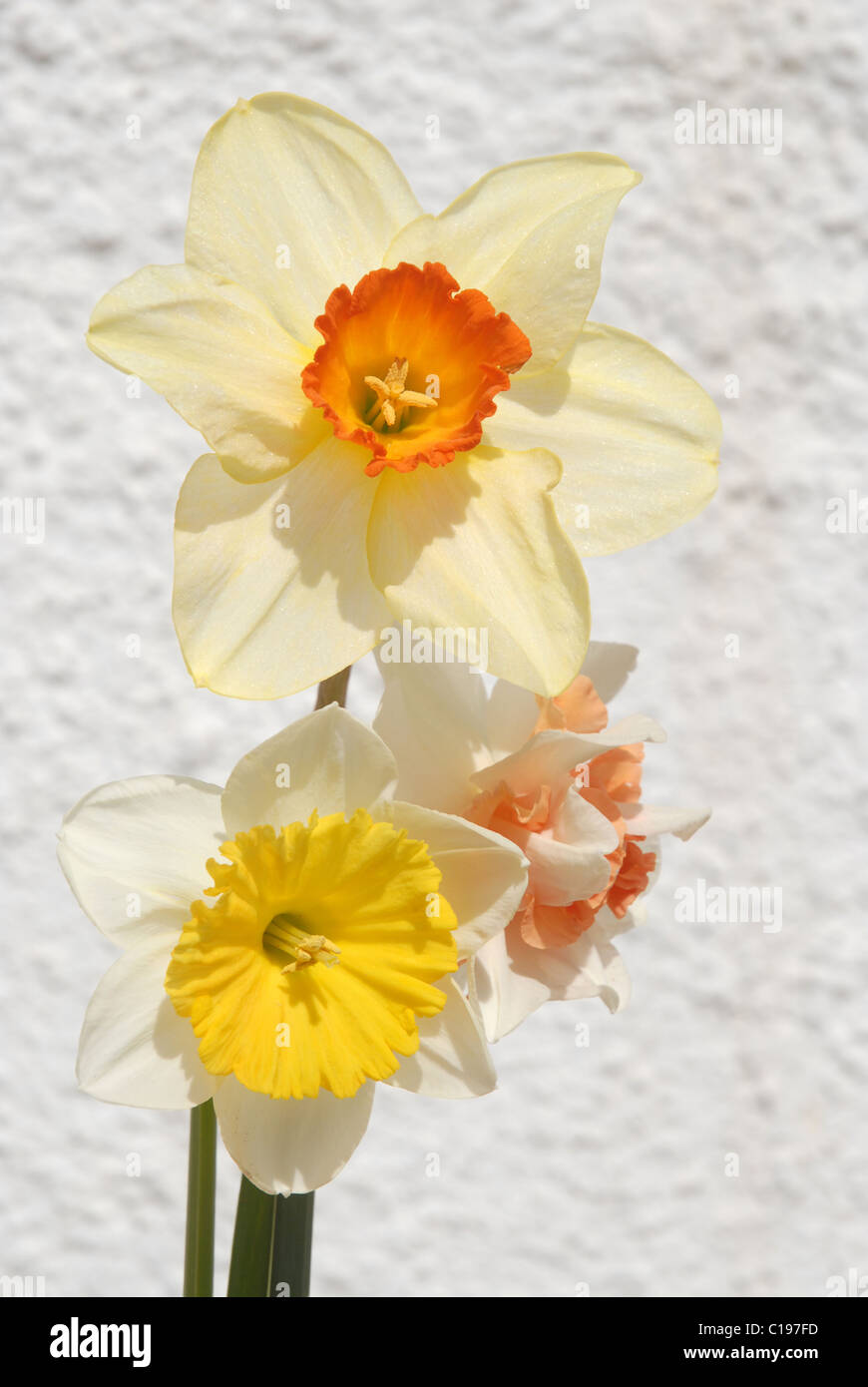 Different varieties of daffodils hi-res stock photography and images ...