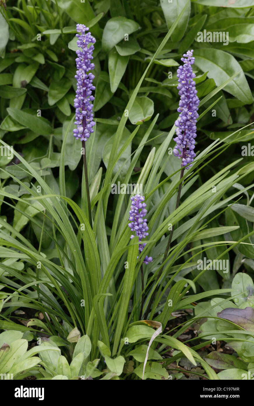 Border Grass, or Lilyturf (Liriope muscari), blossom, Heddesheim ...