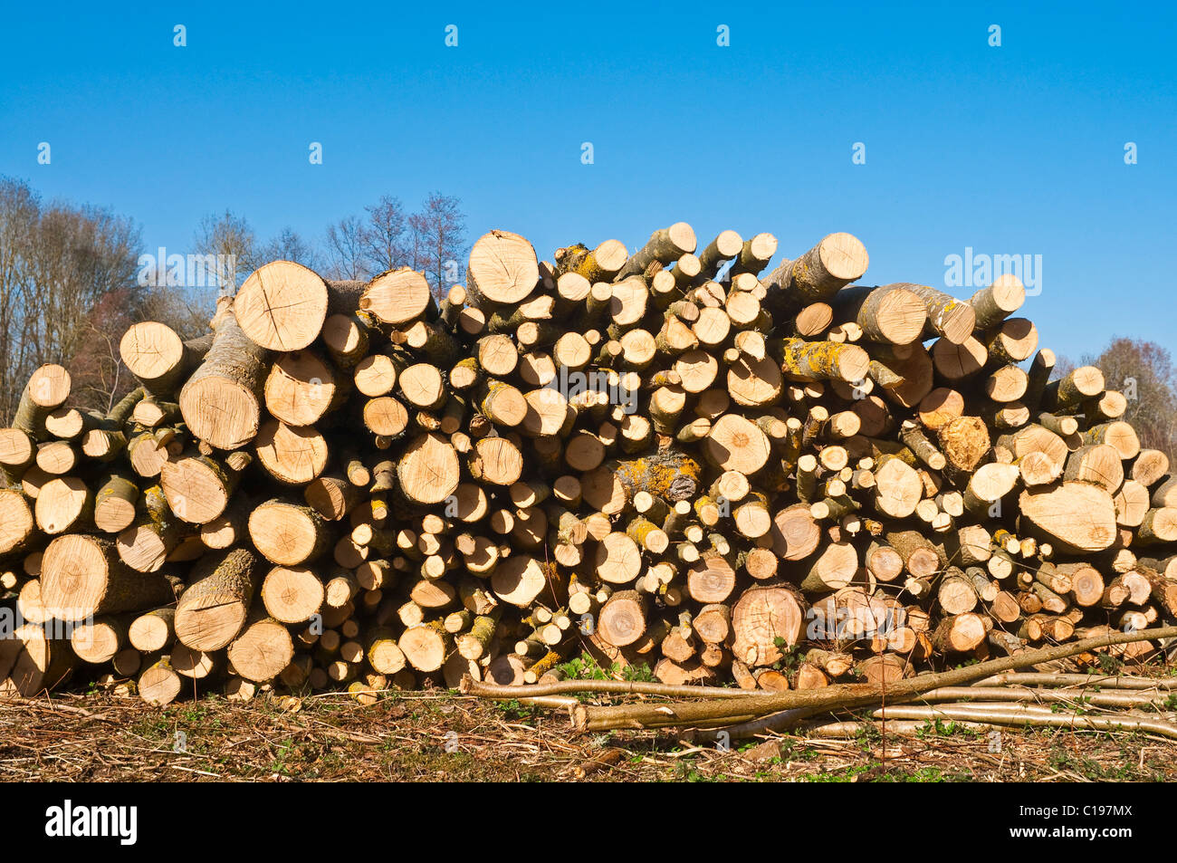 Stacked Poplar tree logs for firewood - France Stock Photo - Alamy