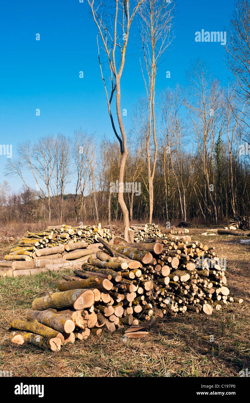 Stacked Poplar tree logs for firewood - France Stock Photo - Alamy