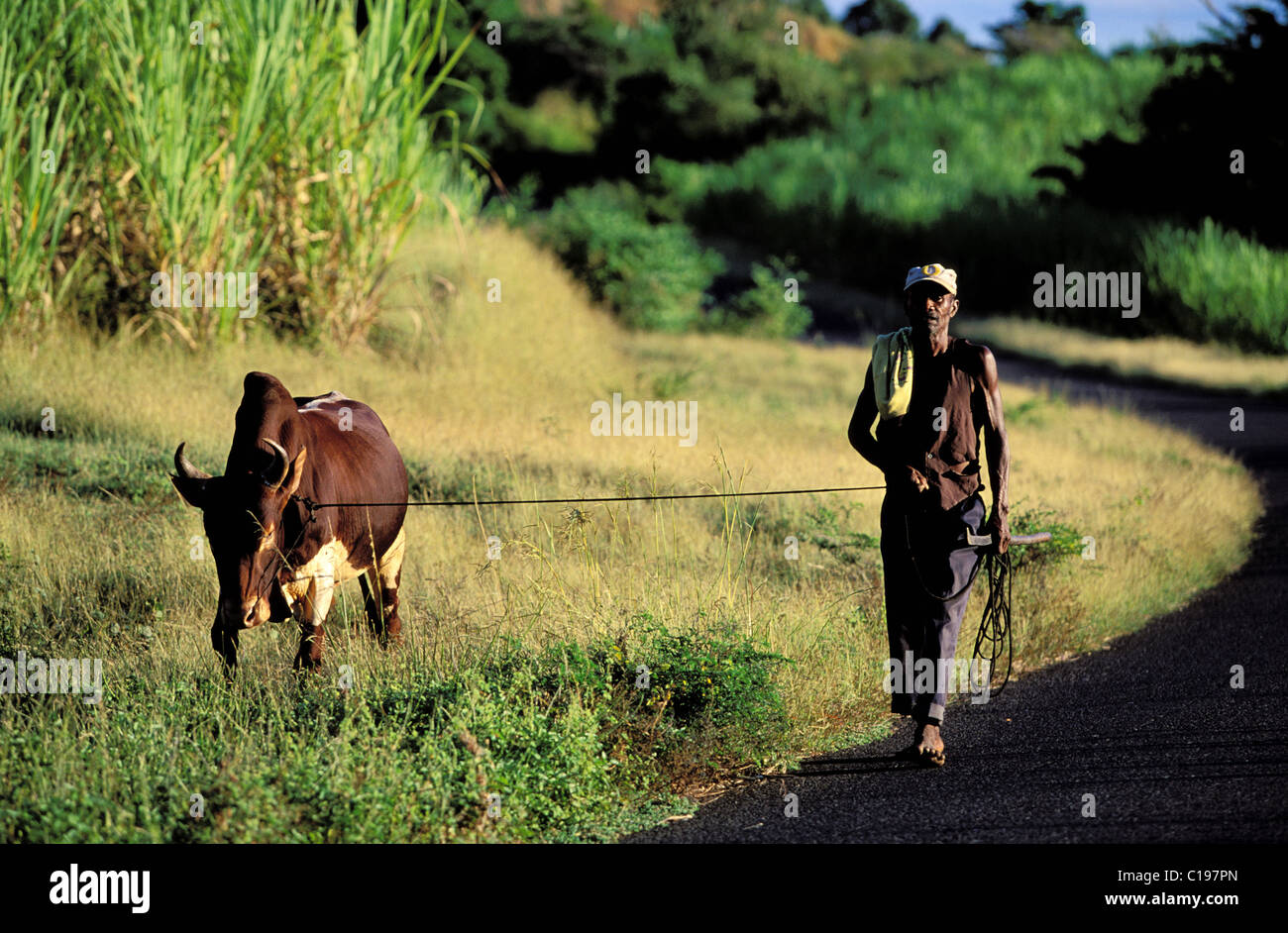 Madagascar, northwest, Nosy Be Island, daily life Stock Photo - Alamy