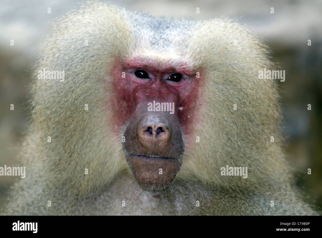 Hamadryas Baboon (Papio hamadryas), adult male, portrait, native to ...