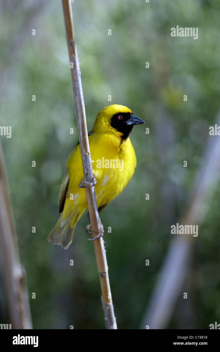 African masked weavers hi-res stock photography and images - Alamy