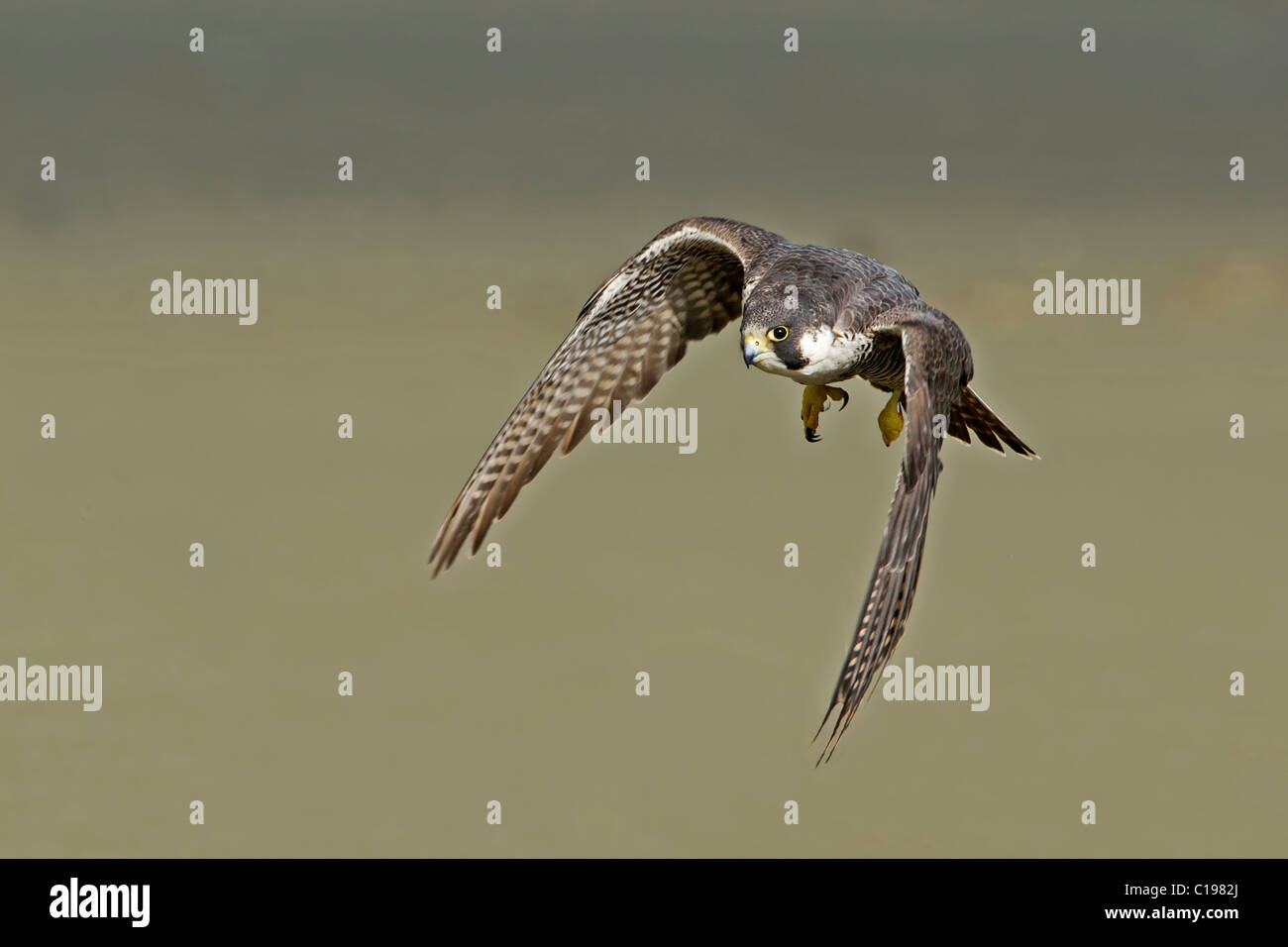 Wild peregrine falcon in flight hi-res stock photography and images - Alamy