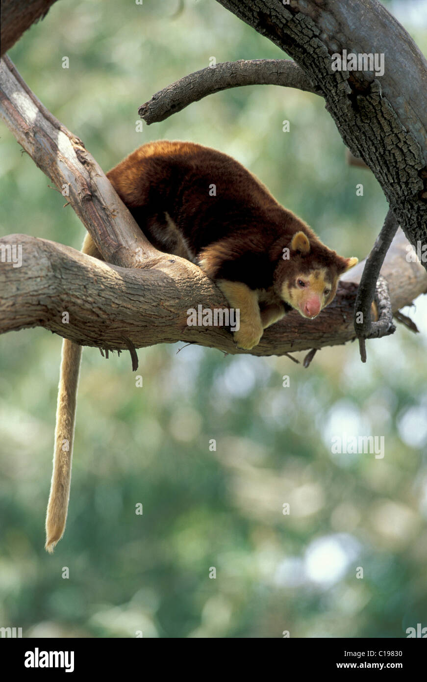 Matschie's Tree-kangaroo or Huon Tree-kangaroo (Dendrolagus matschiei ...