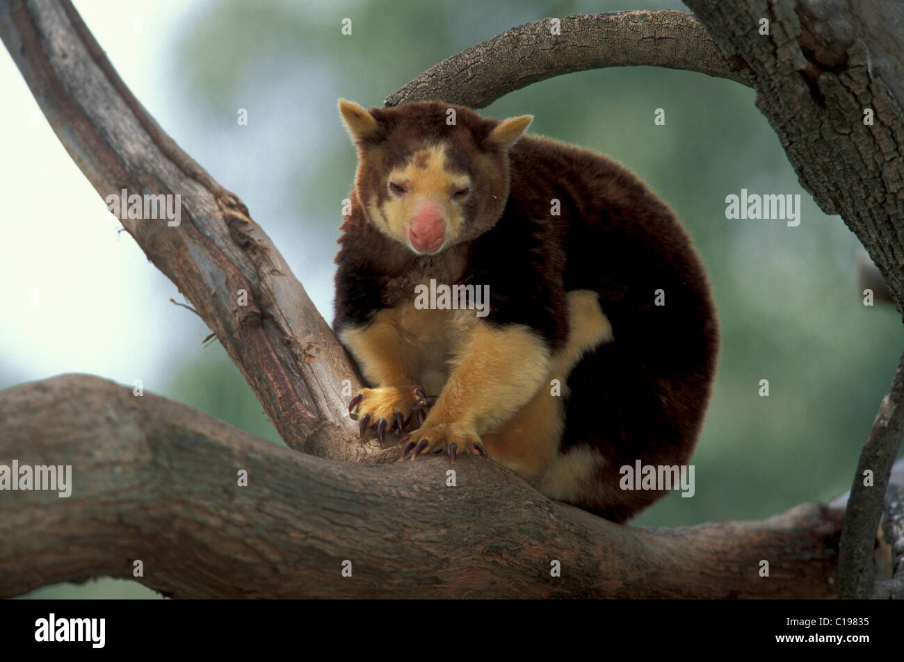 Matschie tree kangaroo hi-res stock photography and images - Alamy