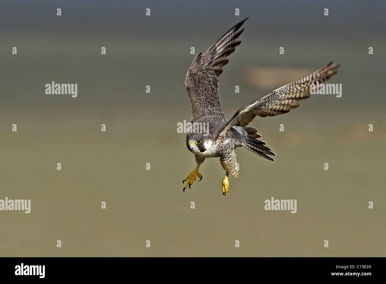 Wild peregrine falcon in flight hi-res stock photography and images - Alamy