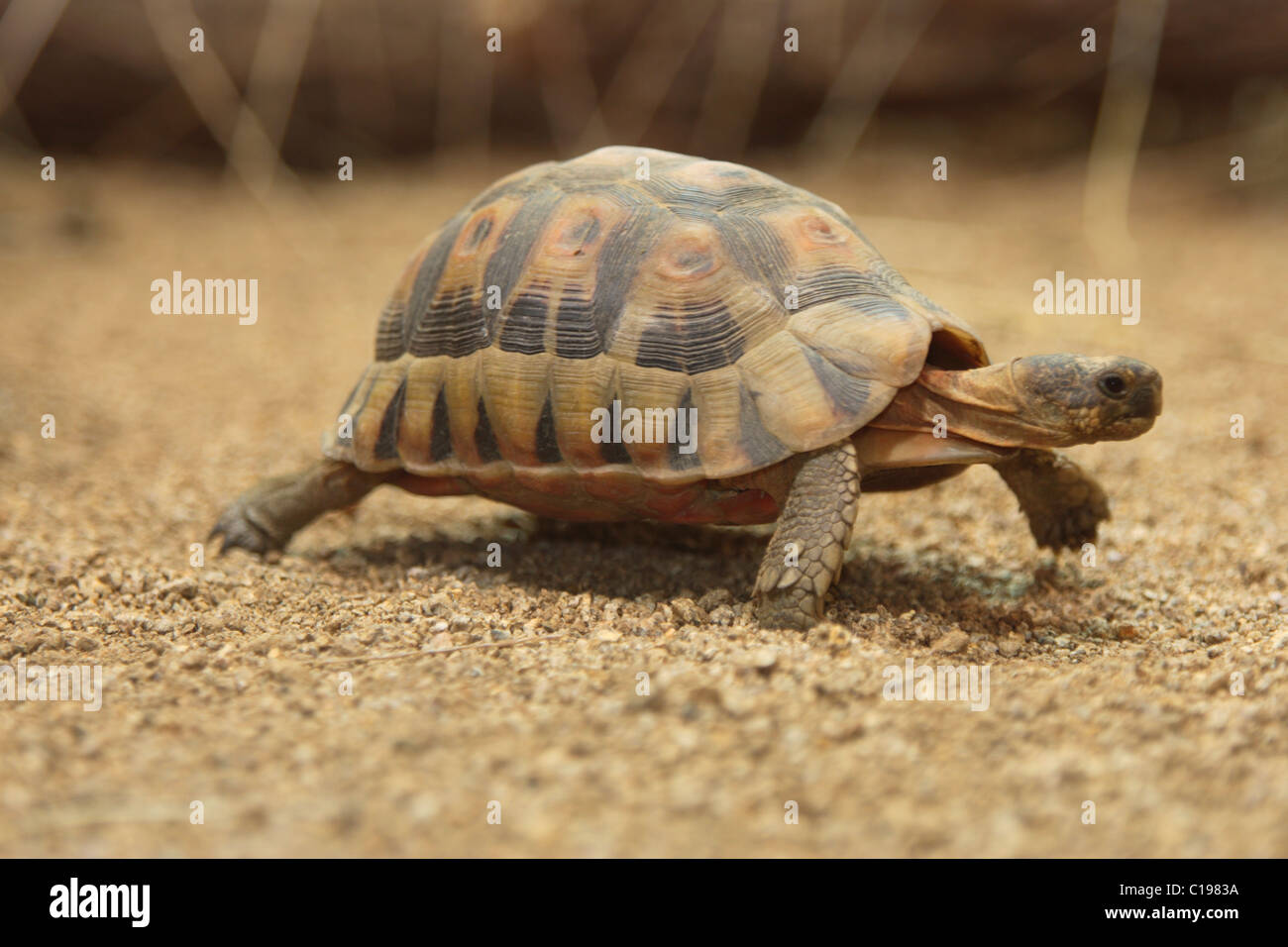 Testudo graeca graeca hi-res stock photography and images - Alamy