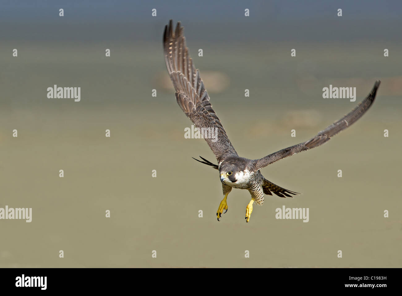 Wild peregrine falcon in flight hi-res stock photography and images - Alamy