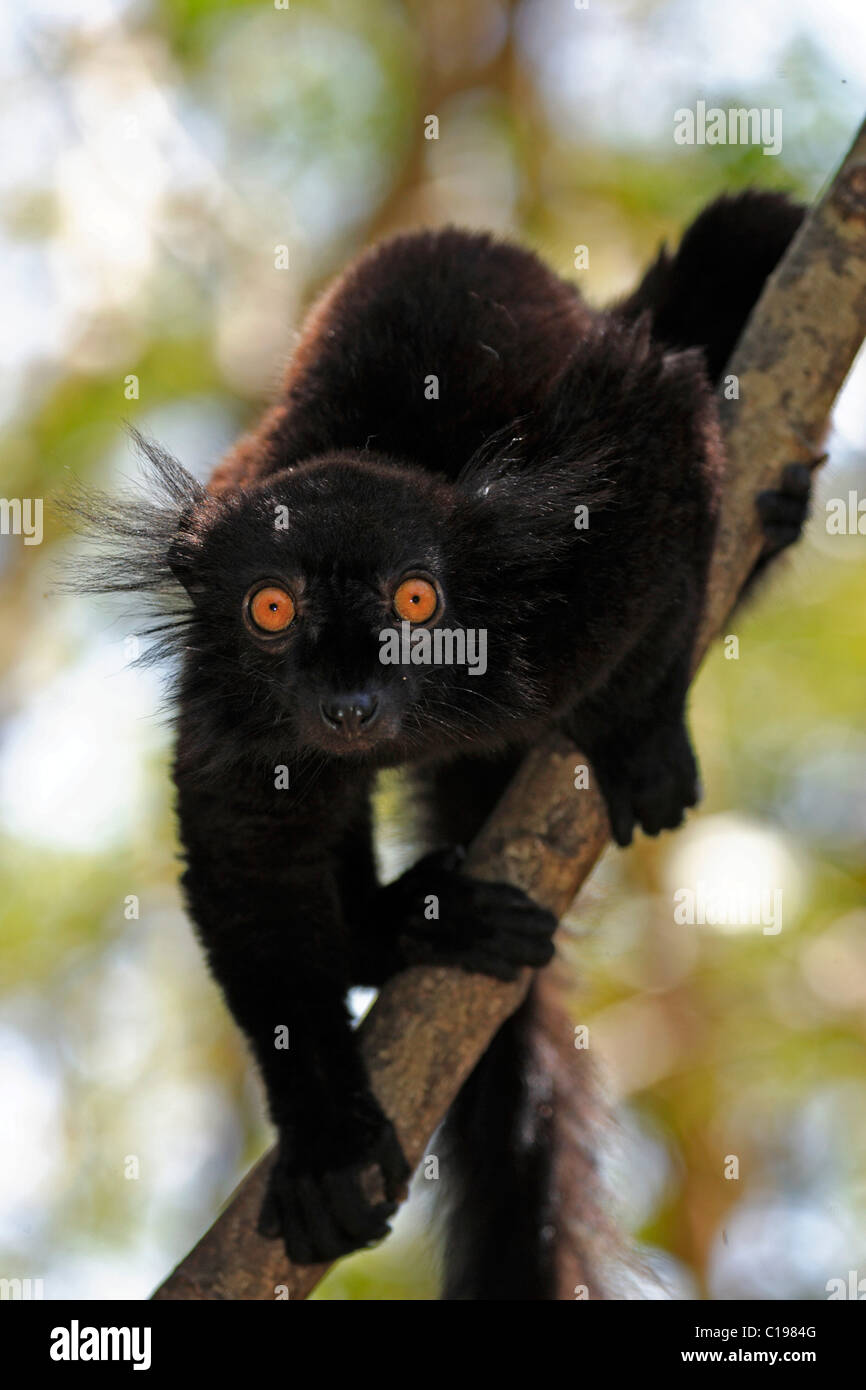 Black Lemur (Eulemur macaco), adult male in a tree, Nosy Komba ...