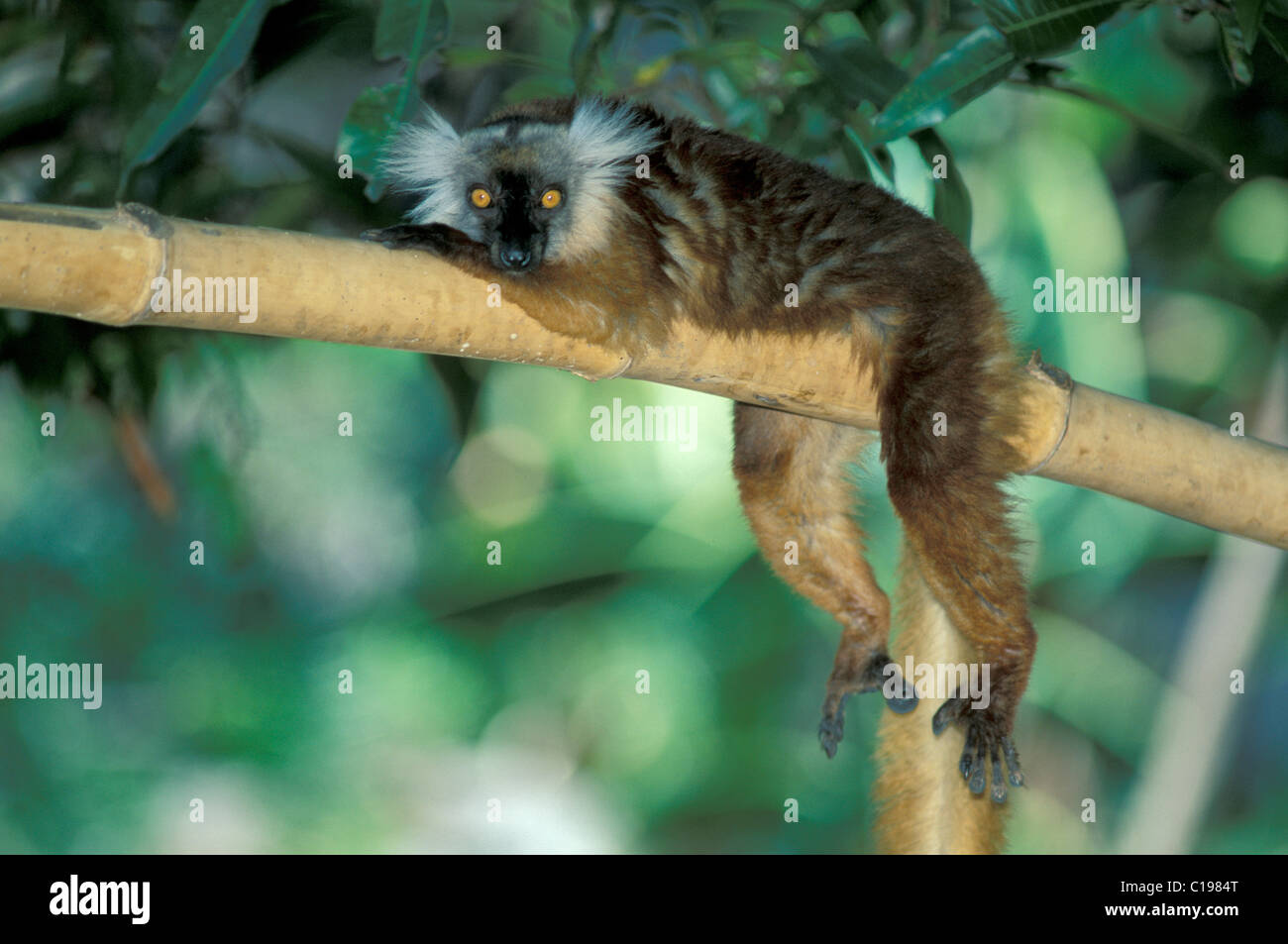 Black Lemur (Eulemur macaco), adult female in a tree, Nosy Komba ...