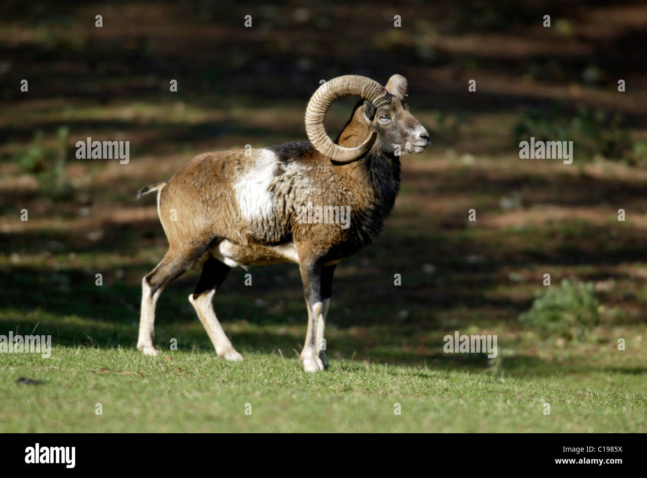 Mouflon wild sheep (Ovis ammon musimon), male, Pfaelzer Wald Forest ...