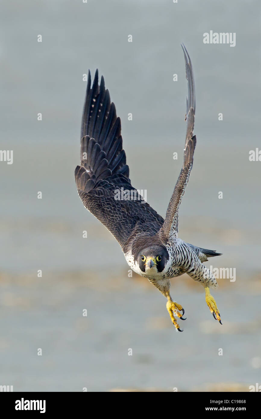 Peregrine falcon in flight hi-res stock photography and images - Alamy