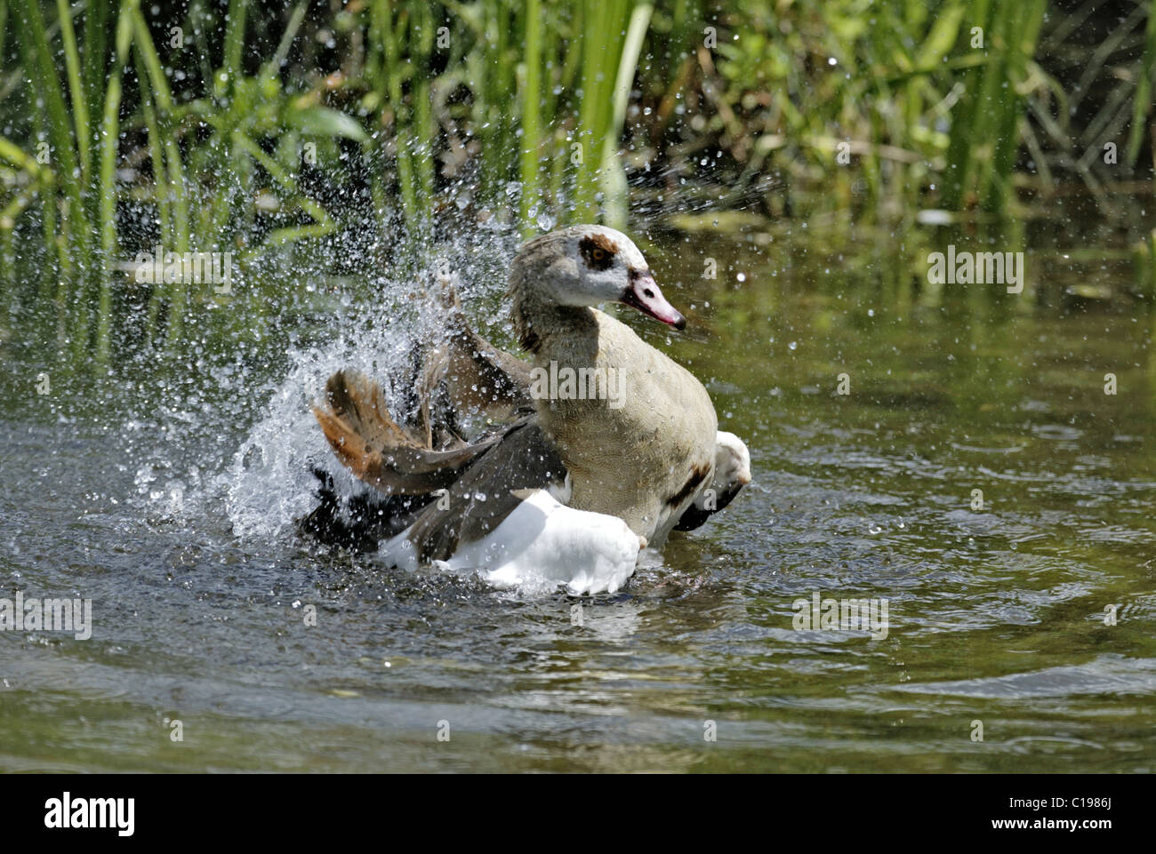 Egyptian Goose (Alopochen aegyptiacus), adult washing its feathers ...