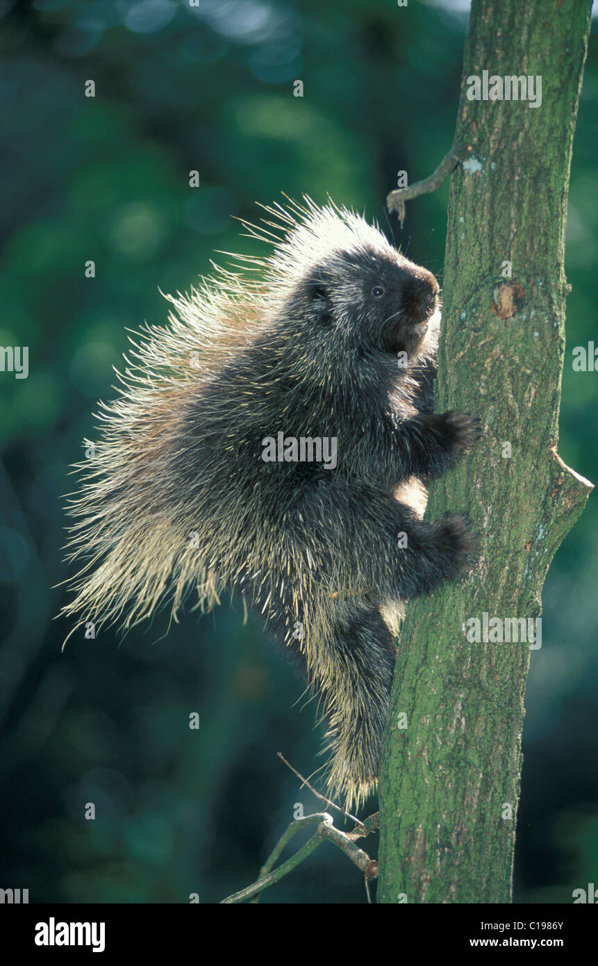 North American Porcupine or Canadian Porcupine or Common Porcupine ...