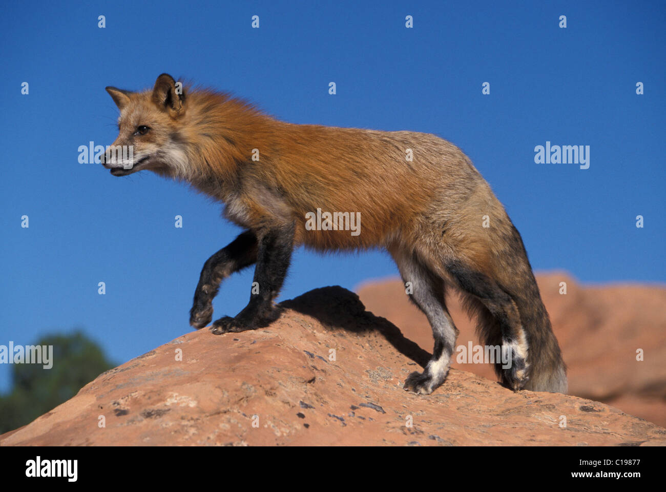 Red fox vulpes vulpes male hi-res stock photography and images - Alamy